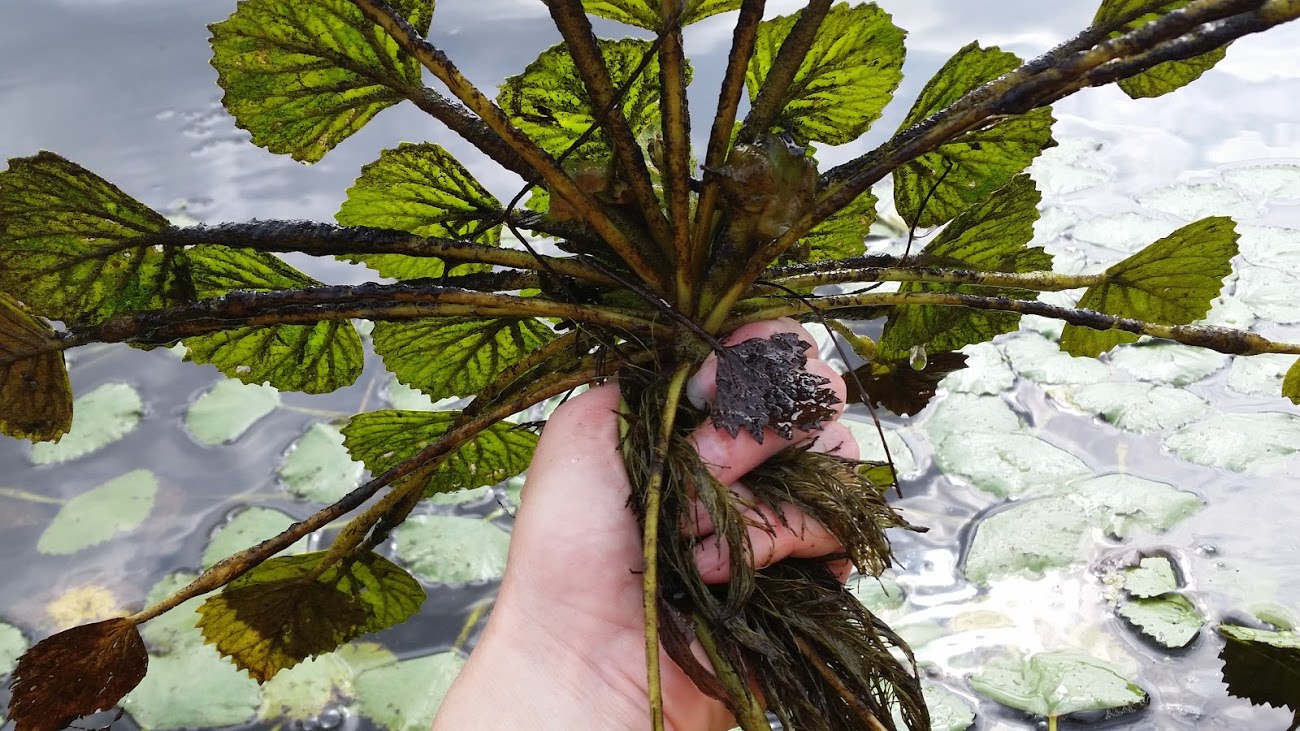 Aquatic Weeds and Invasive Species – WQMA